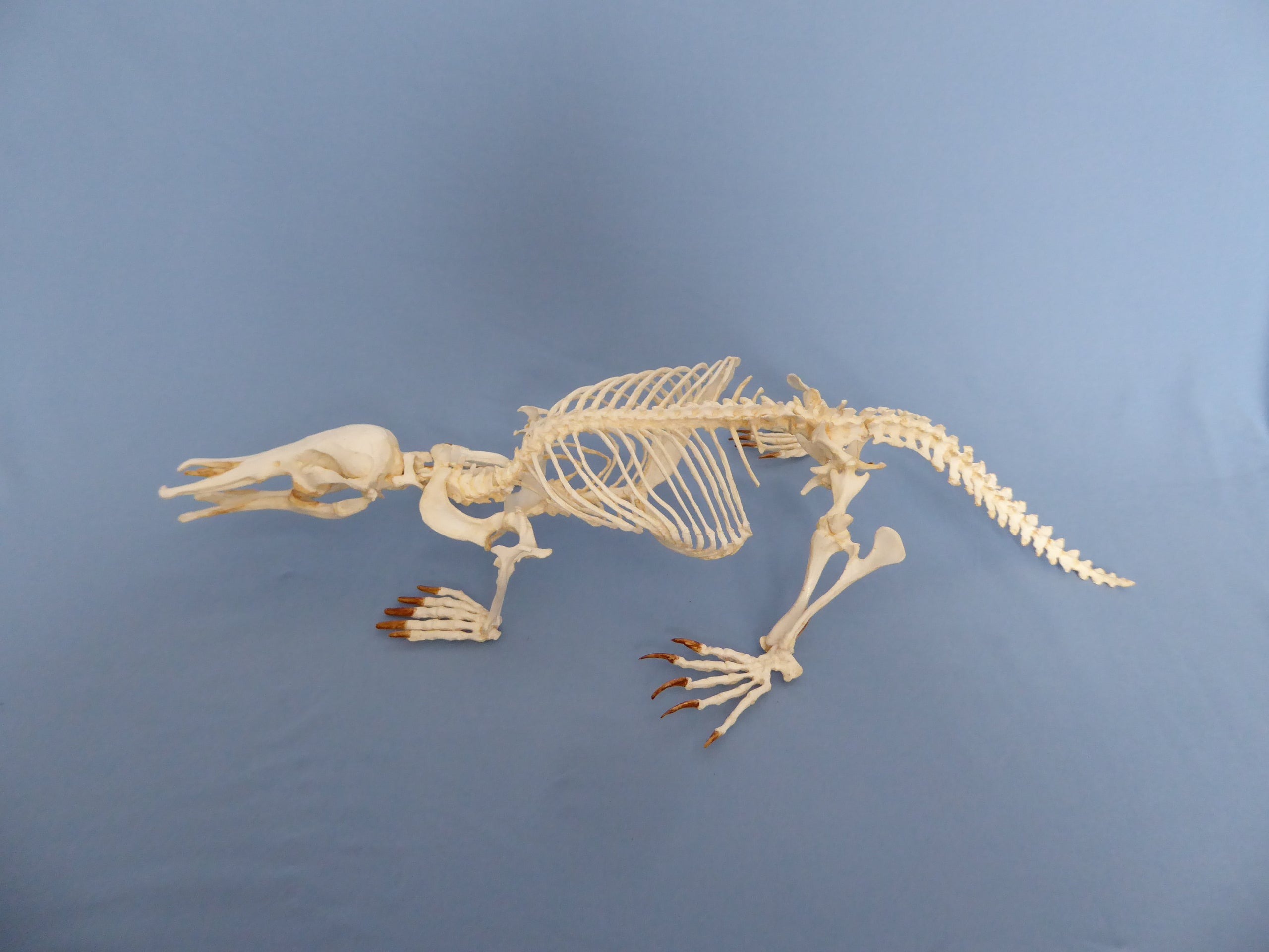 Duck Billed Platypus Skeleton - SkeletonsAndSkullsSuperstore