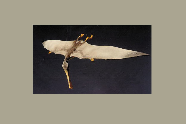 Pterosaur Diving Model Replica For Sale