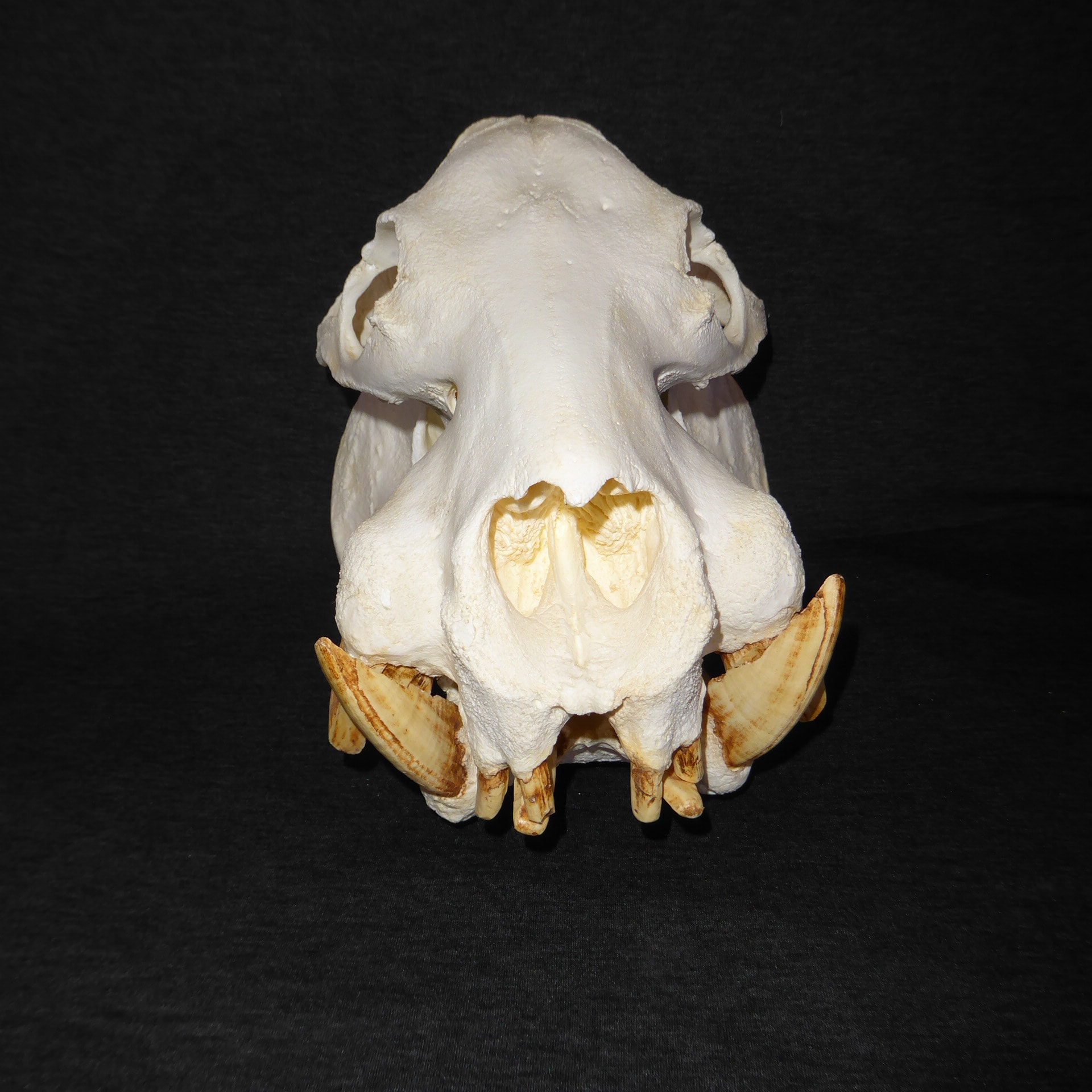 Pygmy Hippopotamus Female Skull - SkeletonsAndSkulls