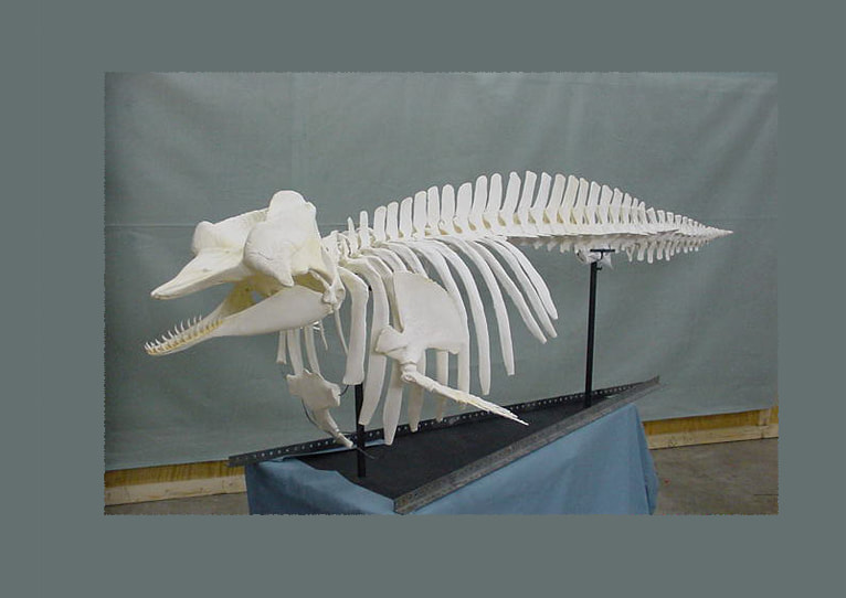 Pygmy Sperm Whale Skeleton - SkeletonsAndSkullsSuperstore