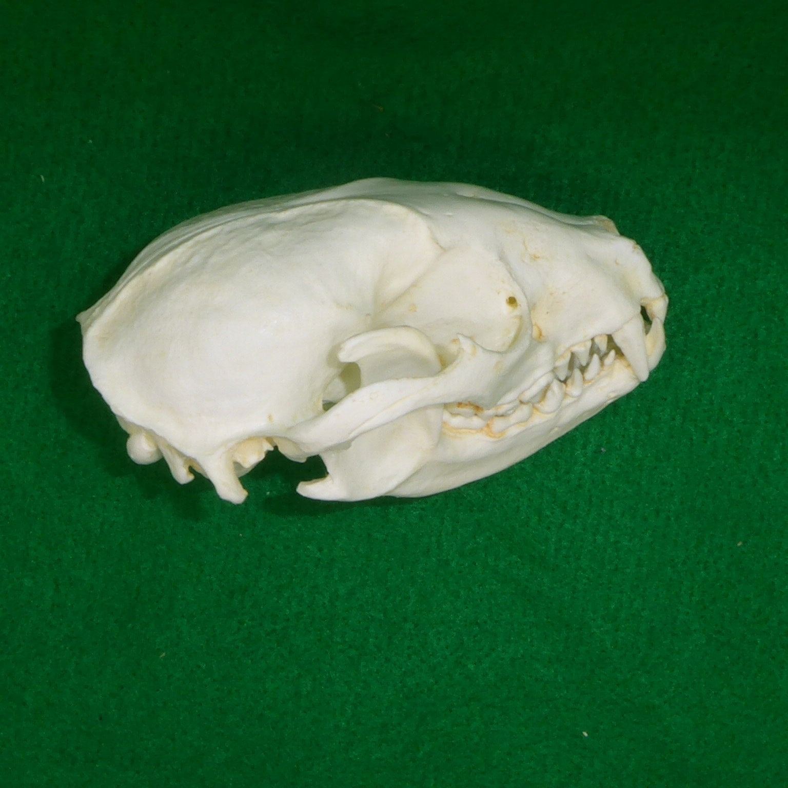 Raccoon Male Skull Replica - SkeletonsAndSkullsSuperstore