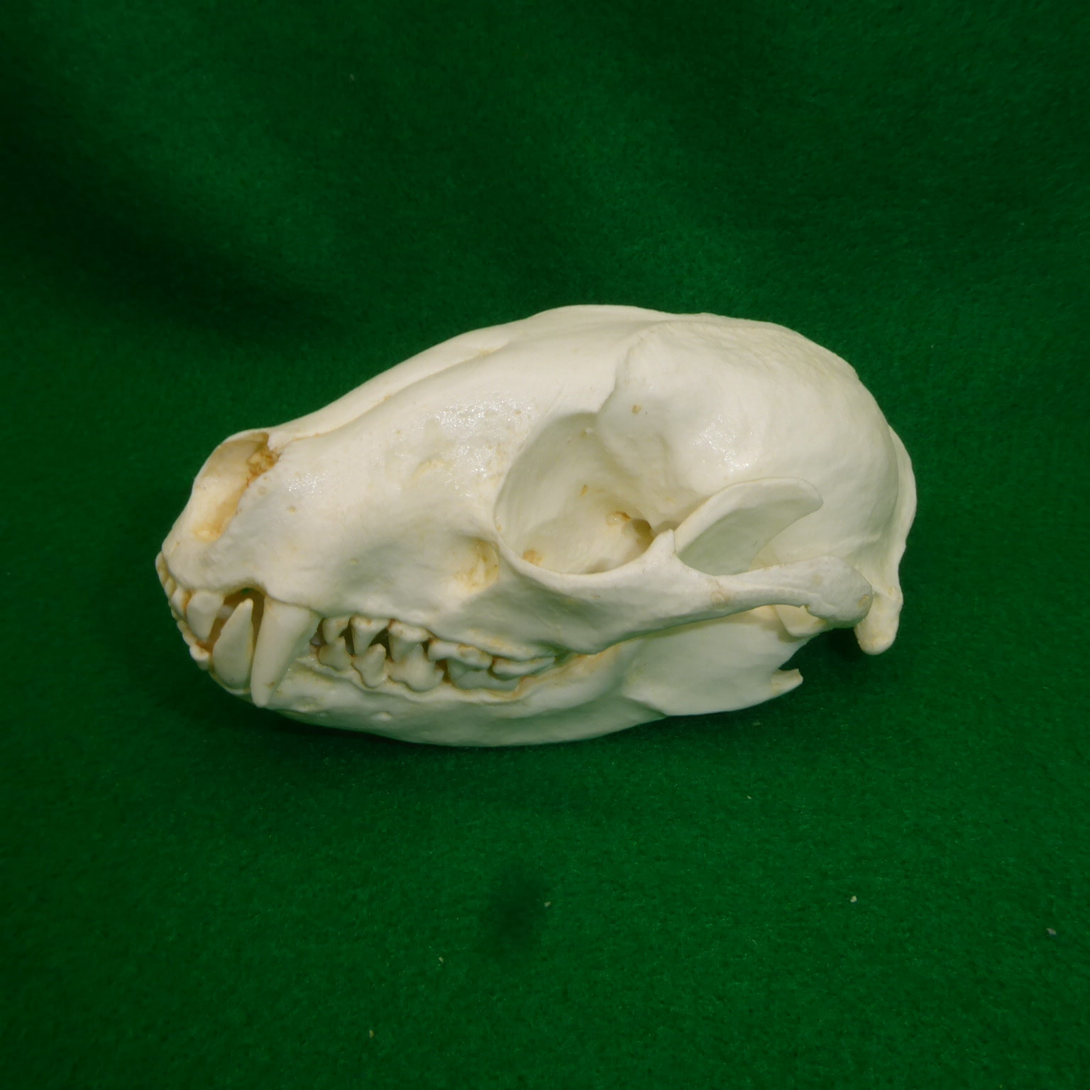 Raccoon Male Skull Replica - SkeletonsAndSkullsSuperstore