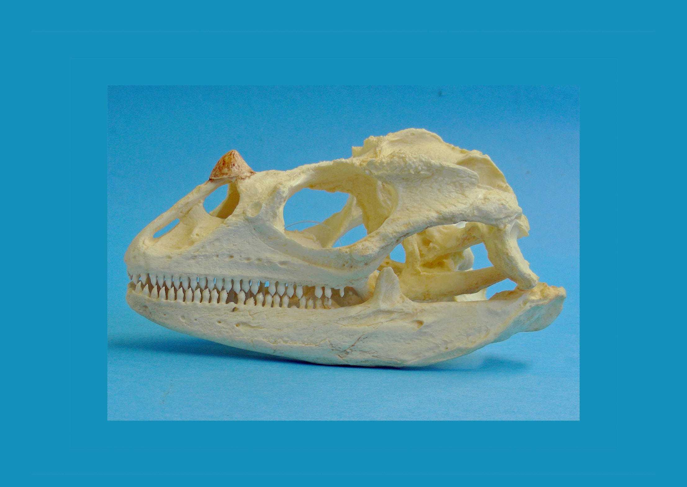 Rhinoceros Iguana Skull Replica - SkeletonsAndSkullsSuperstore