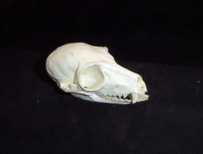Ring-Tailed Lemur Skull Replica - SkeletonsAndSkullsSuperstore