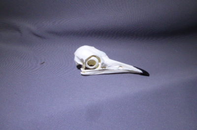 Greater Roadrunner Bird Skull - SkeletonsAndSkullsSuperstore