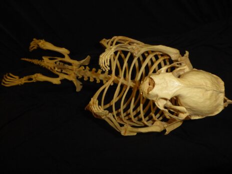 Sea Otter Disarticulated Skeleton - SkeletonsAndSkullsSuperstore