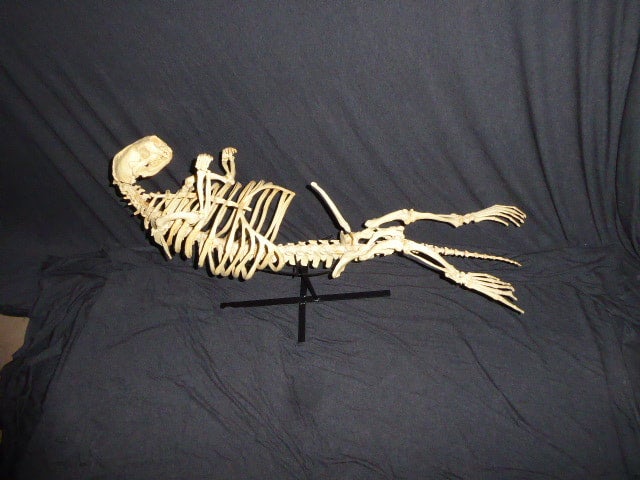 Sea Otter Skeleton Replica - SkeletonsAndSkullsSuperstore
