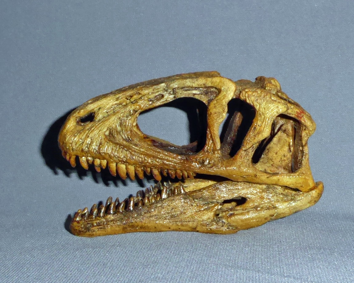 Sinraptor Dinosaur Skull Replica - SkeletonsAndSkullsSuperstore