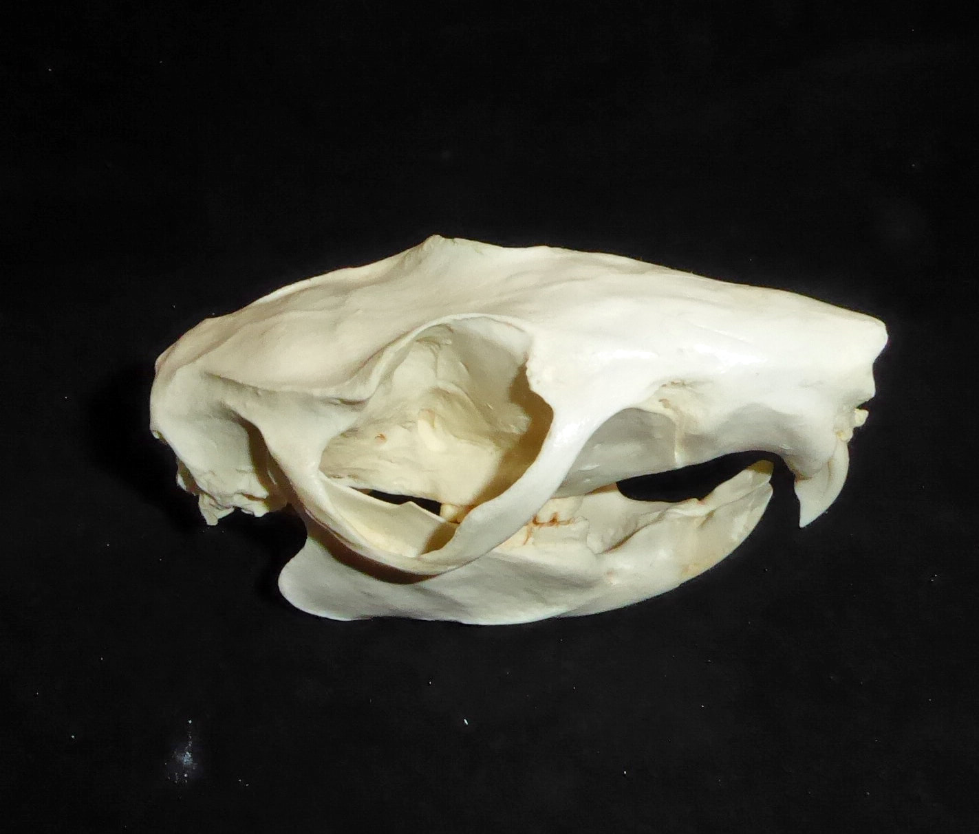 Slender-Tailed Cloud Rat Skull - SkeletonsAndSkullsSuperstore
