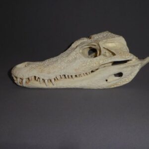 Smooth Fronted Caiman Skull - SkeletonsAndSkullsSuperstore