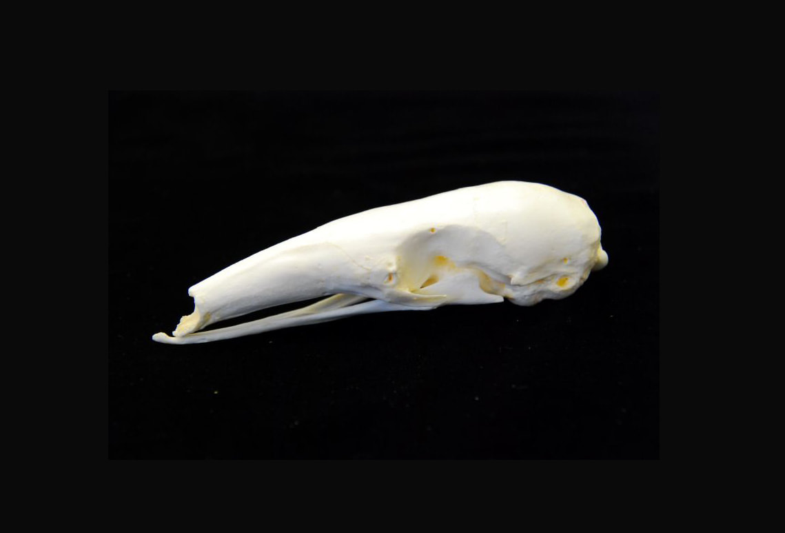 Southern Tamandua Anteater Skull - SkeletonsAndSkulls