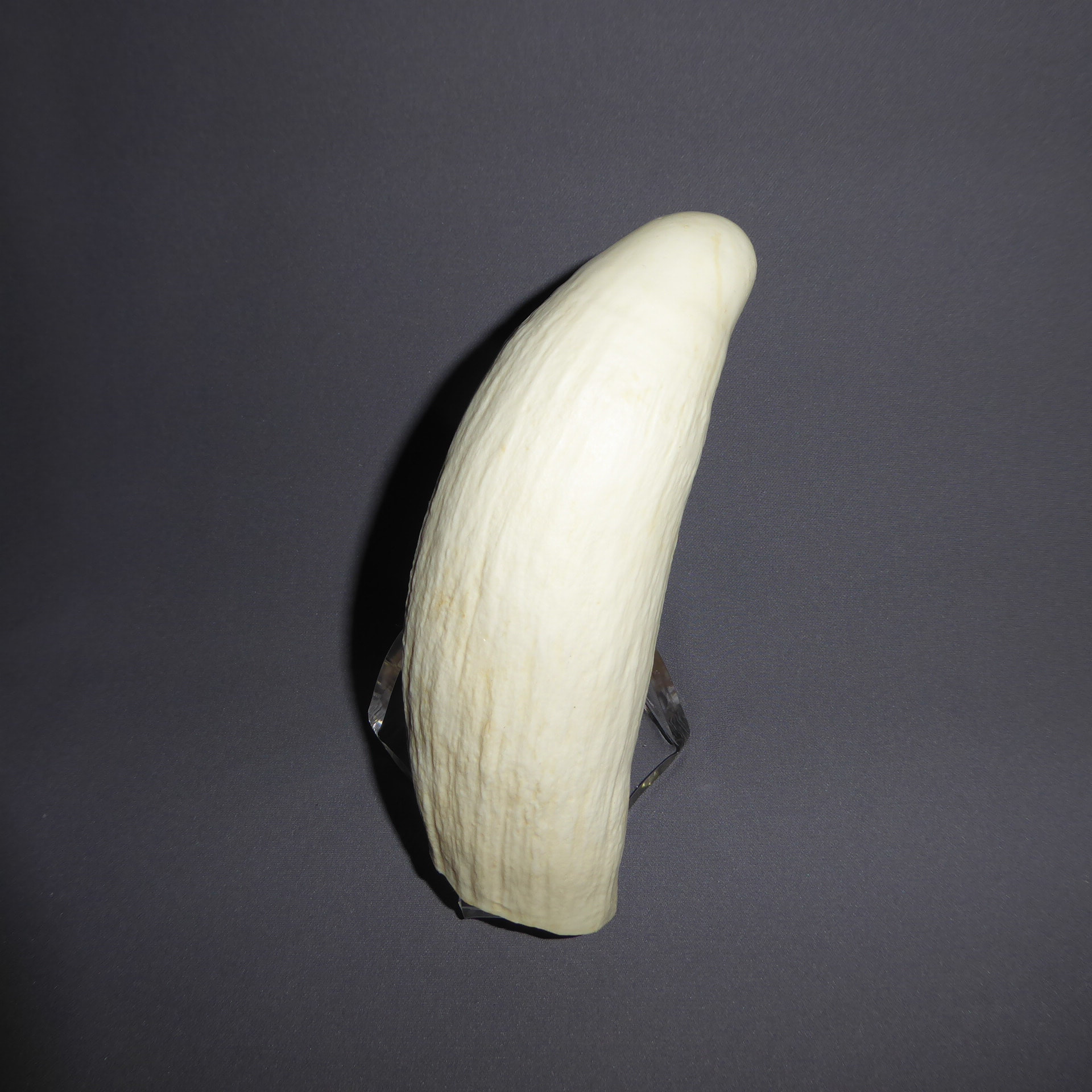 Sperm Whale Tooth Replica - SkeletonsAndSkullsSuperstore