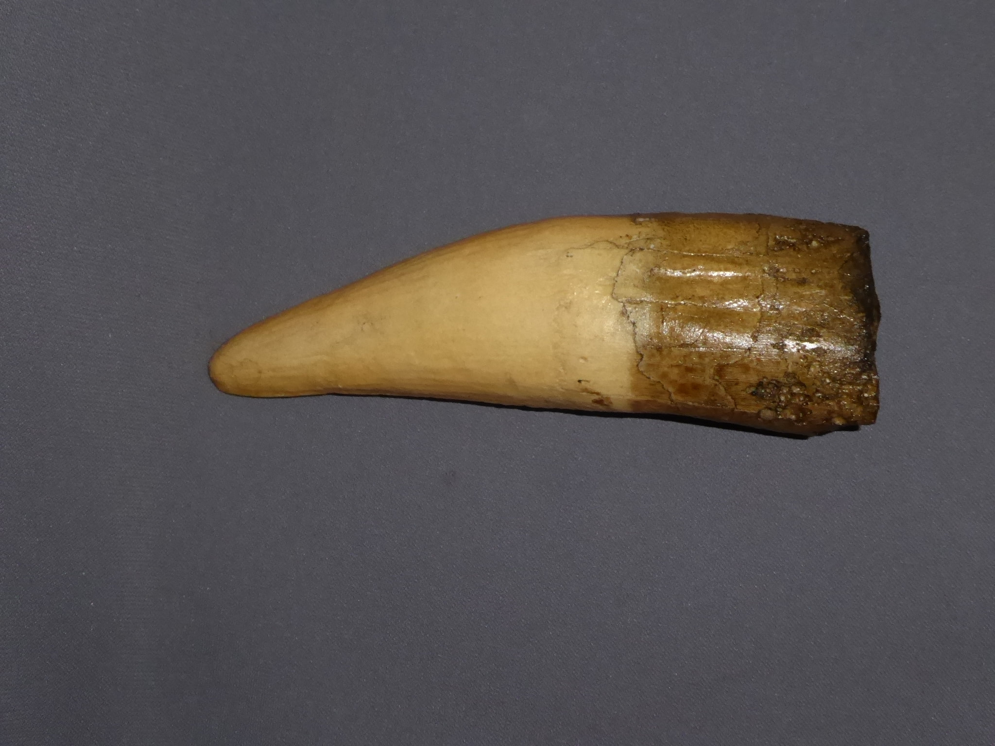 Spinosaurus Tooth Replica F - Skeletons and Skulls Superstore