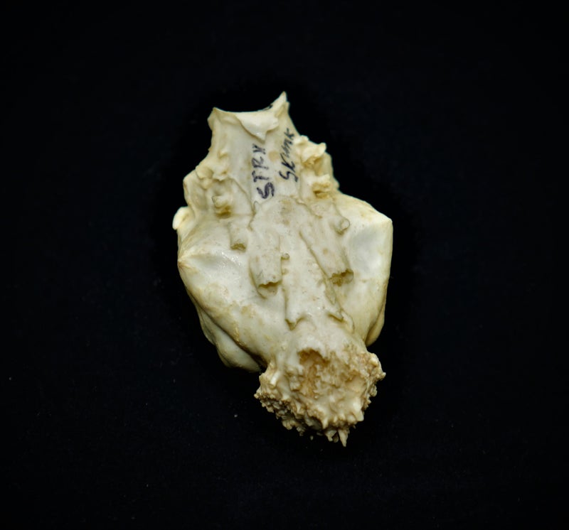 Striped Skunk Brain Replica - SkeletonsAndSkullsSuperstore