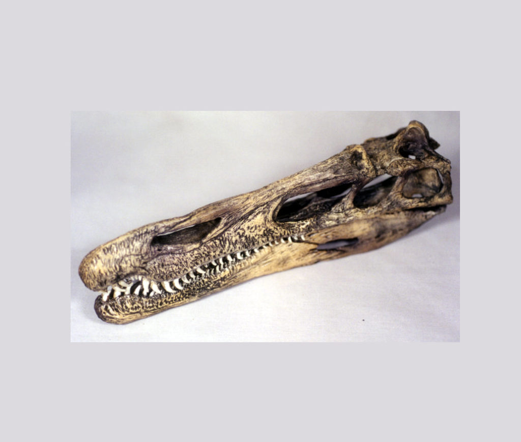 Suchimimus Skull Replica - Skeletons and Skulls Superstore