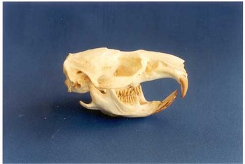 Muskrat Male Skull Replica - Skeletons and Skulls Superstore
