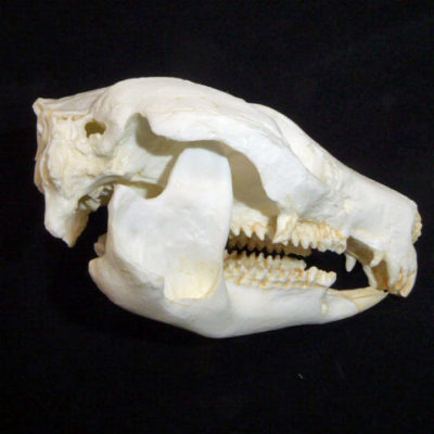 Tree Kangaroo Skull Replica - SkeletonsAndSkullsSuperstore