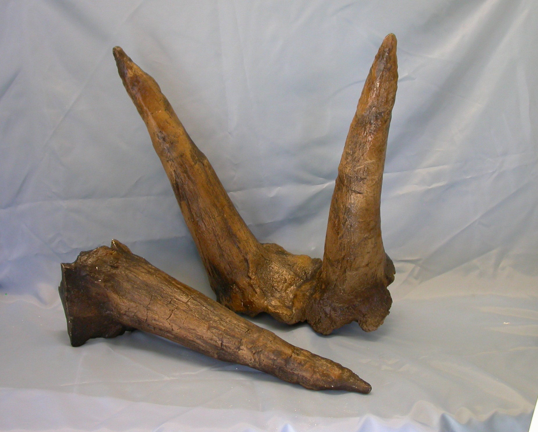 Triceratops Horn Single Brow - SkeletonsAndSkullsSuperstore