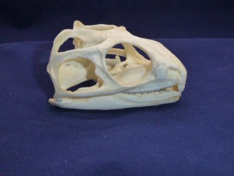 Tautara Sphenondon Punctatus Skull Replica - Anatomical Model