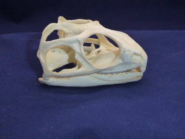 Tautara Sphenondon Punctatus Skull Replica - Anatomical Model