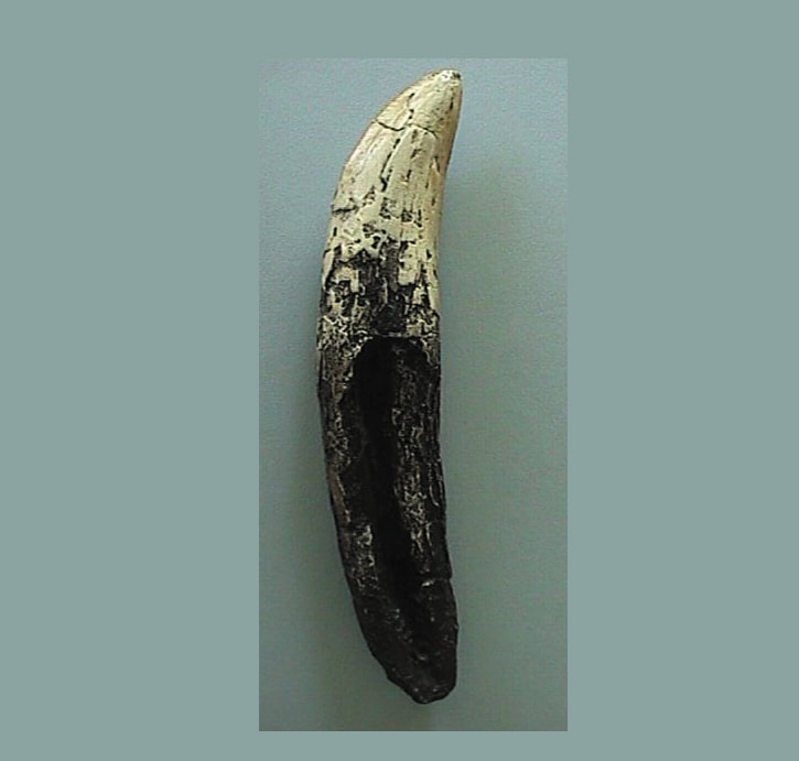 Tyrannosaurus Dinosaur Tooth Replica - SkeletonsAndSkulls