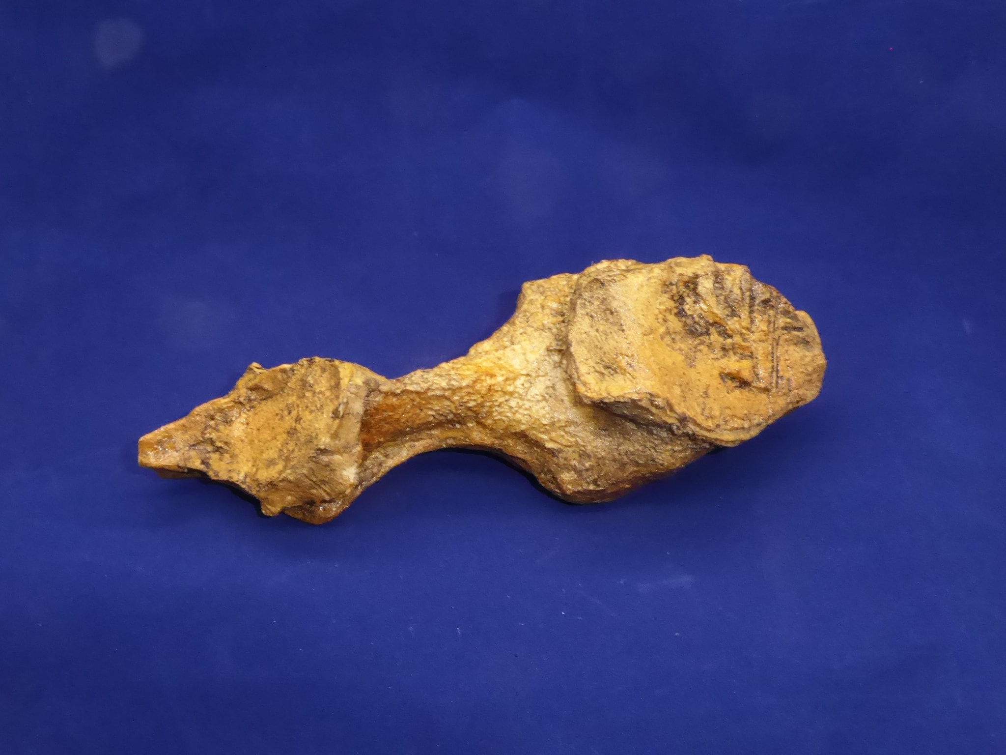 Tyrannosaurus Rex Brain Fossil - SkeletonsAndSkullsSuperstore