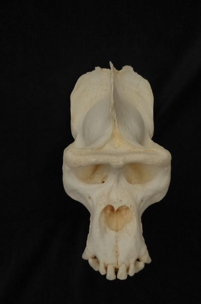 Western Lowland Gorilla Male Skull Replica For Sale