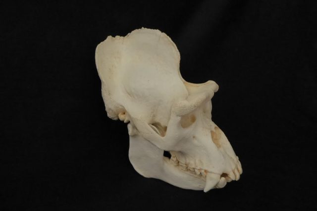 Weeping Capuchin Monkey Skull - Skeletons and Skulls Superstore