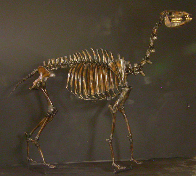 Yesterdays Camel Mounted Skeleton - SkeletonsAndSkulls