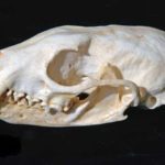 American Marten Skull Replica - SkeletonsAndSkullsSuperstore