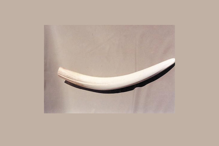 Walrus Single Tusk Replica - SkeletonsAndSkullsSuperstore