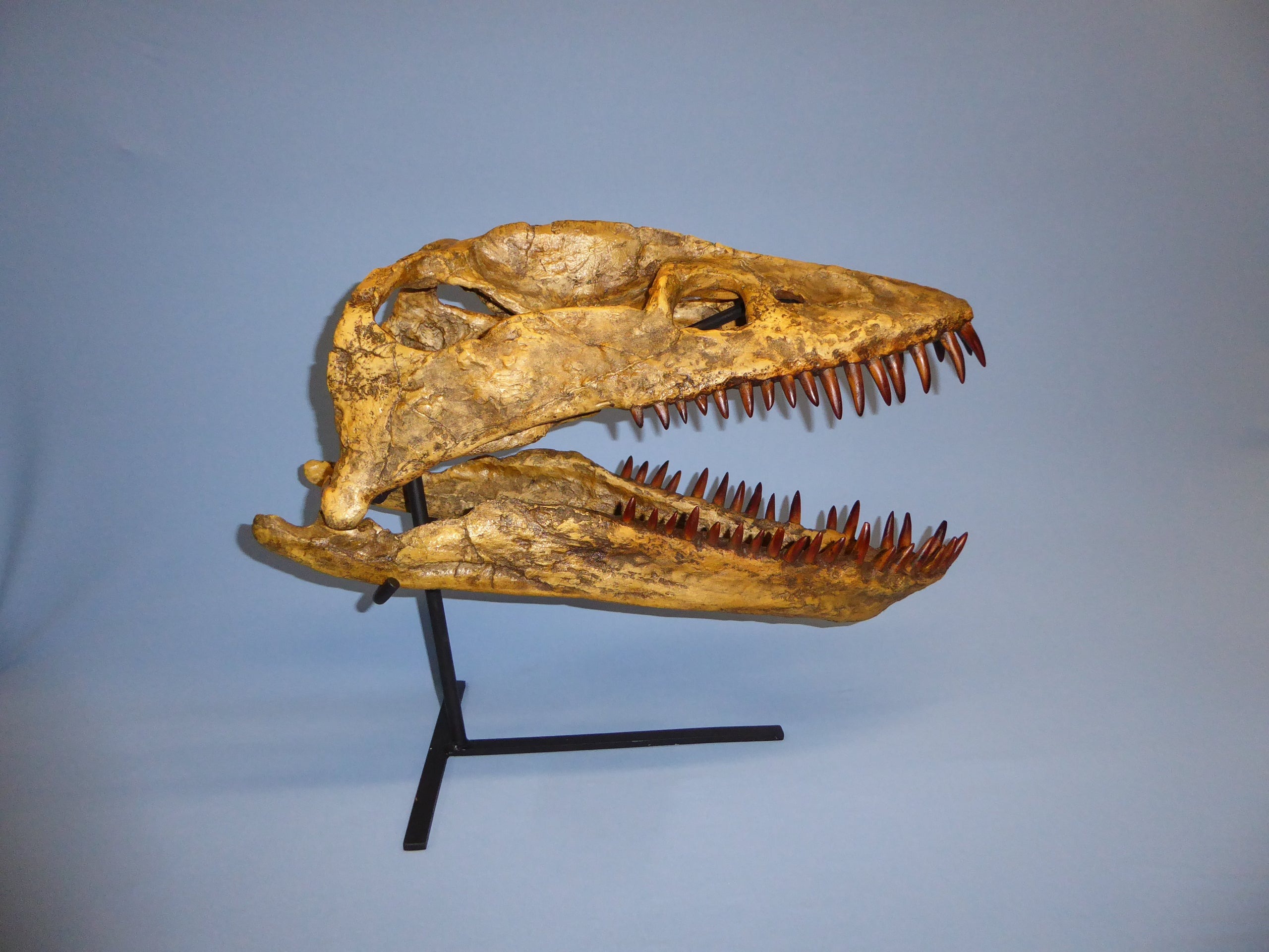 Plesiosaur Head