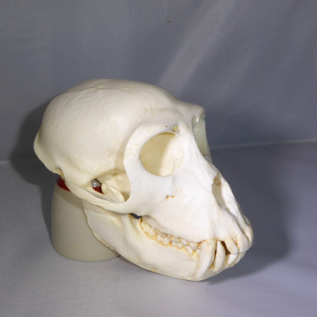Rhesus Macaque Monkey Skull - SkeletonsAndSkullsSuperstore