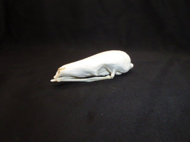 Sunda Pangolin Skull Replica - SkeletonsAndSkullsSuperstore
