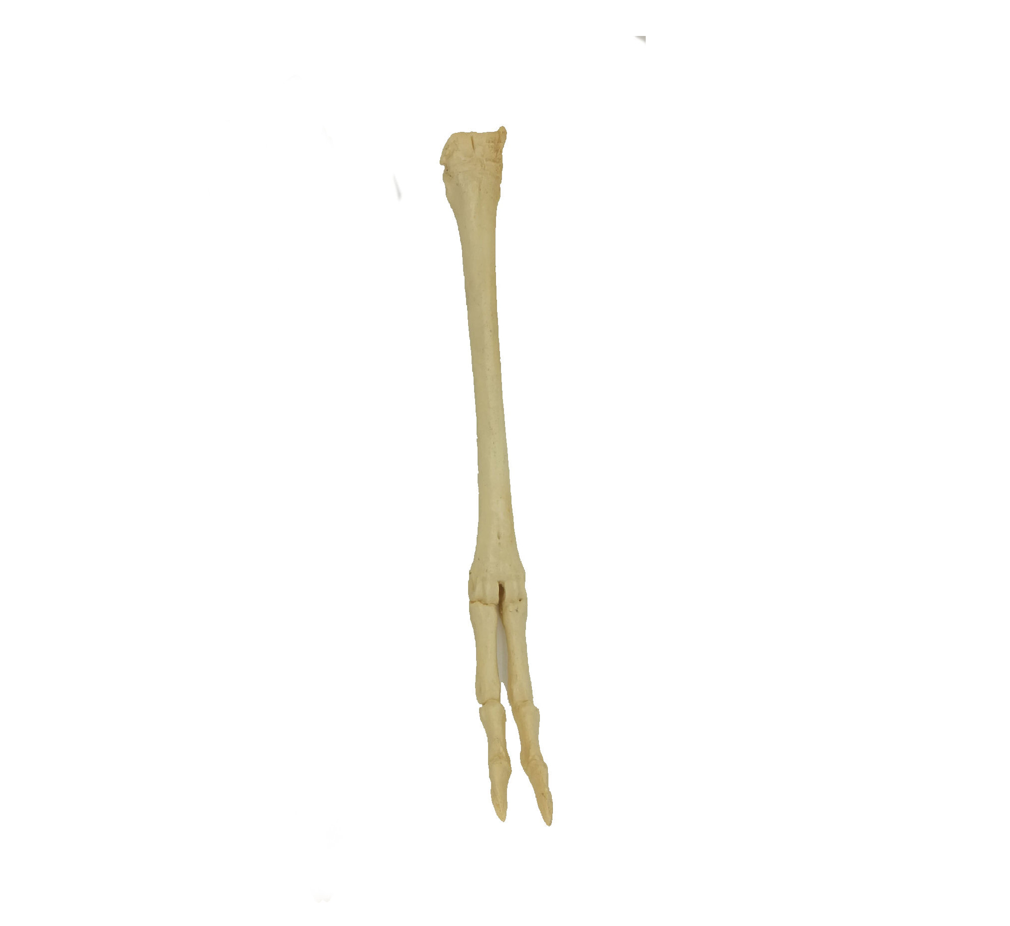 American Pronghorn Forefoot - SkeletonsAndSkullsSuperstore