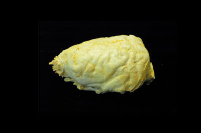 American River Otter Brain - Skeletons and Skulls Superstore