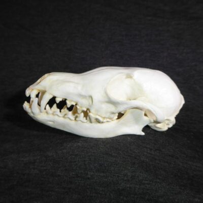 Arctic Fox Male Skull - SkeletonsAndSkullsSuperstore