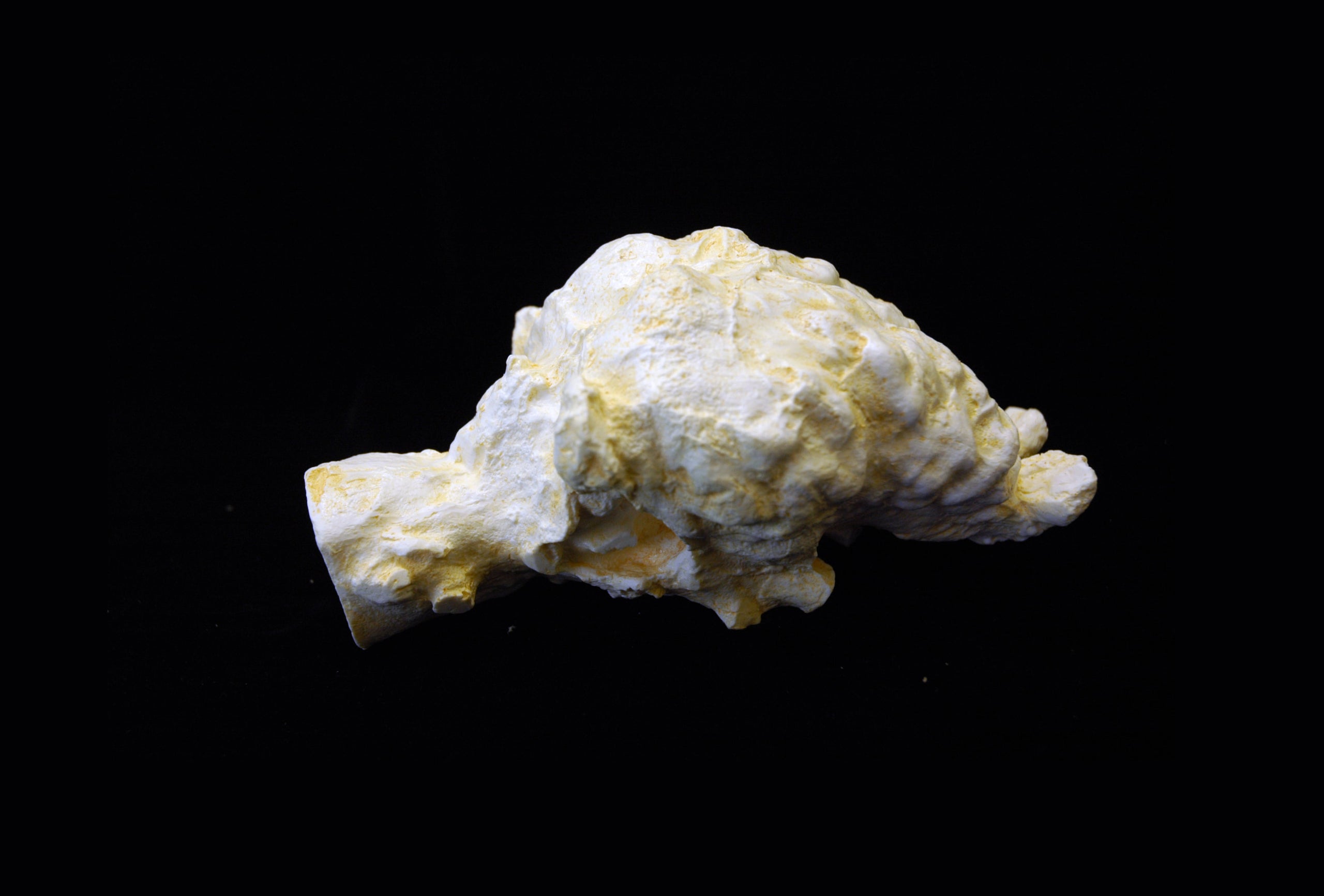 Giant Bison Brain Replica - SkeletonsAndSkullsSuperstore