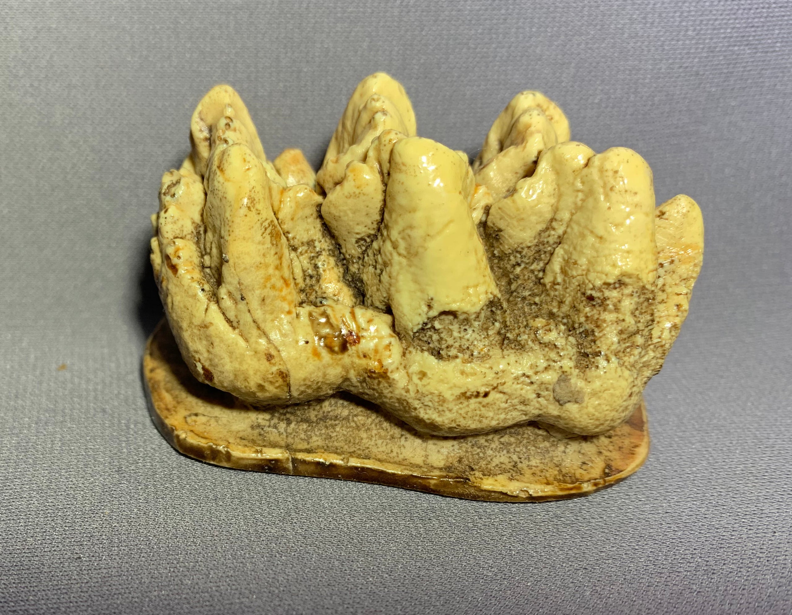 Gomphothere Baby Tooth Replica - SkeletonsAndSkullsSuperstore