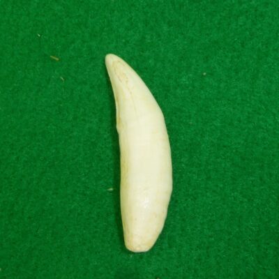 Mountain Lion Canine Tooth - SkeletonsAndSkullsSuperstore