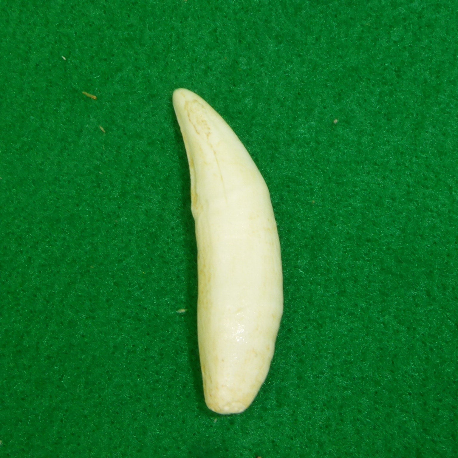 Mountain Lion Canine Tooth - SkeletonsAndSkullsSuperstore