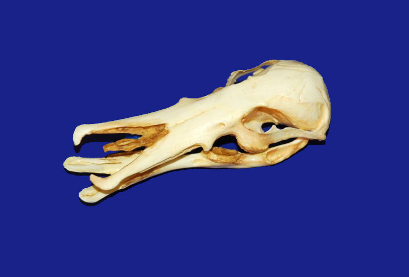 Platypus Skeleton