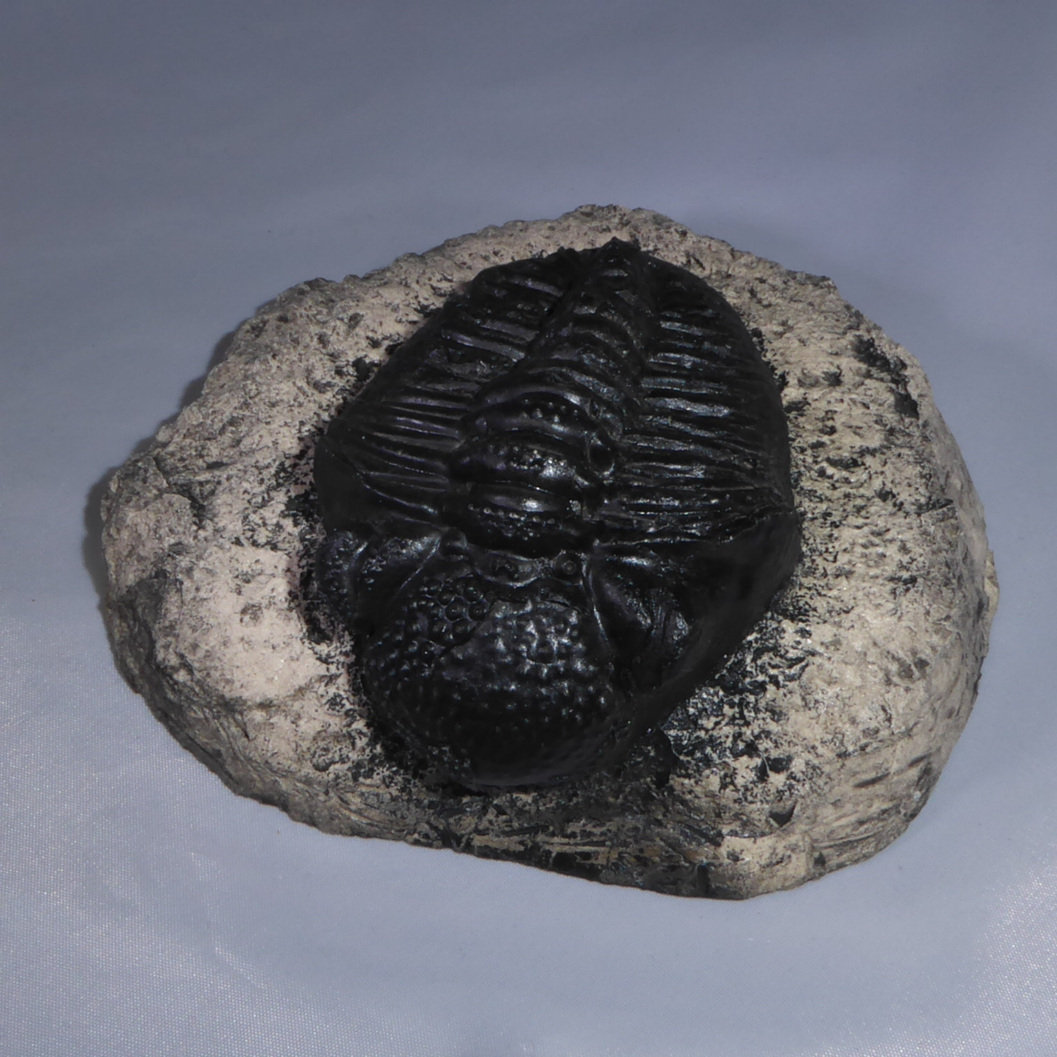 Trilobite Phacops Rana Africana - SkeletonsAndSkullsSuperstore