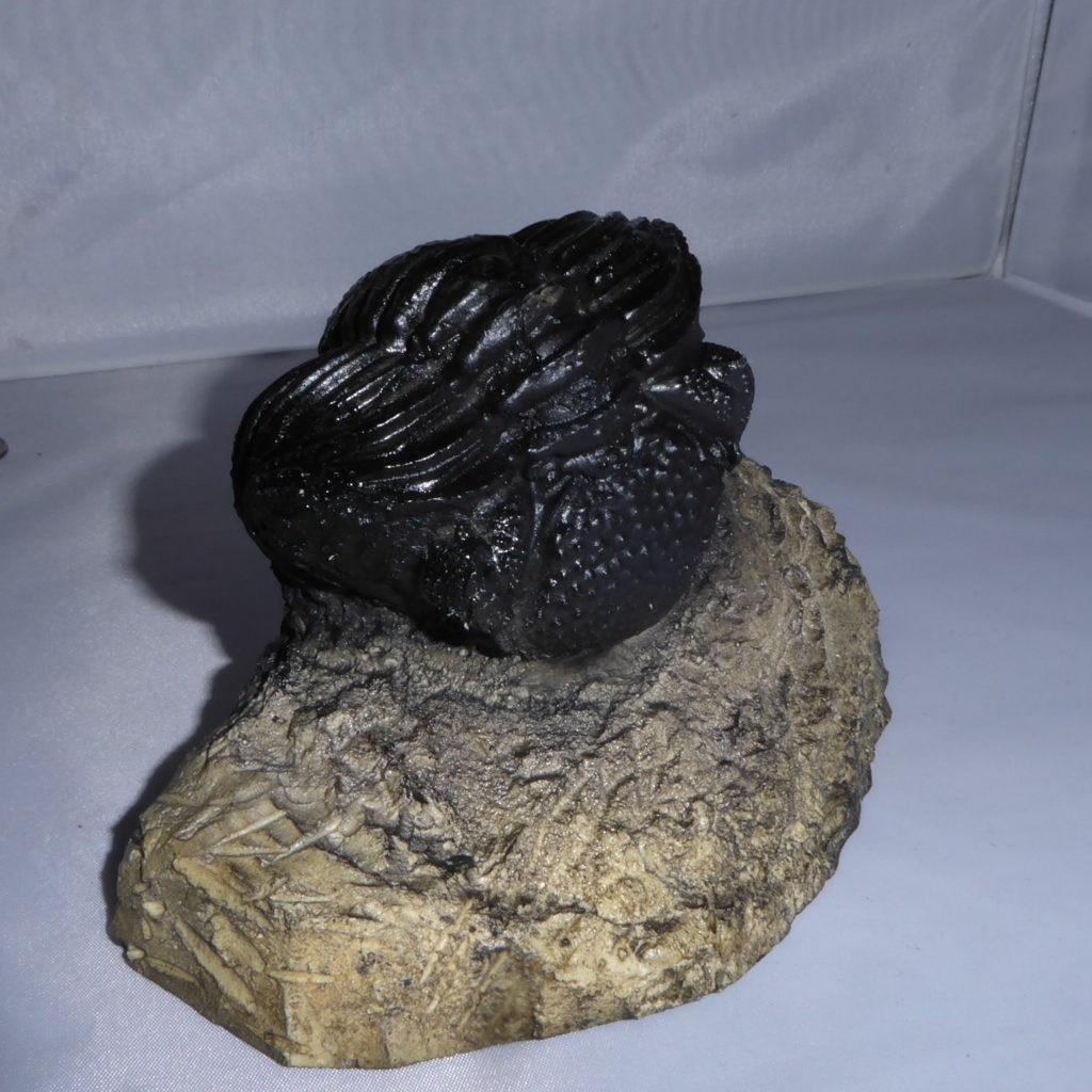 Trilobite Phacops Rana Enrolled - Skeletons and Skulls Superstore