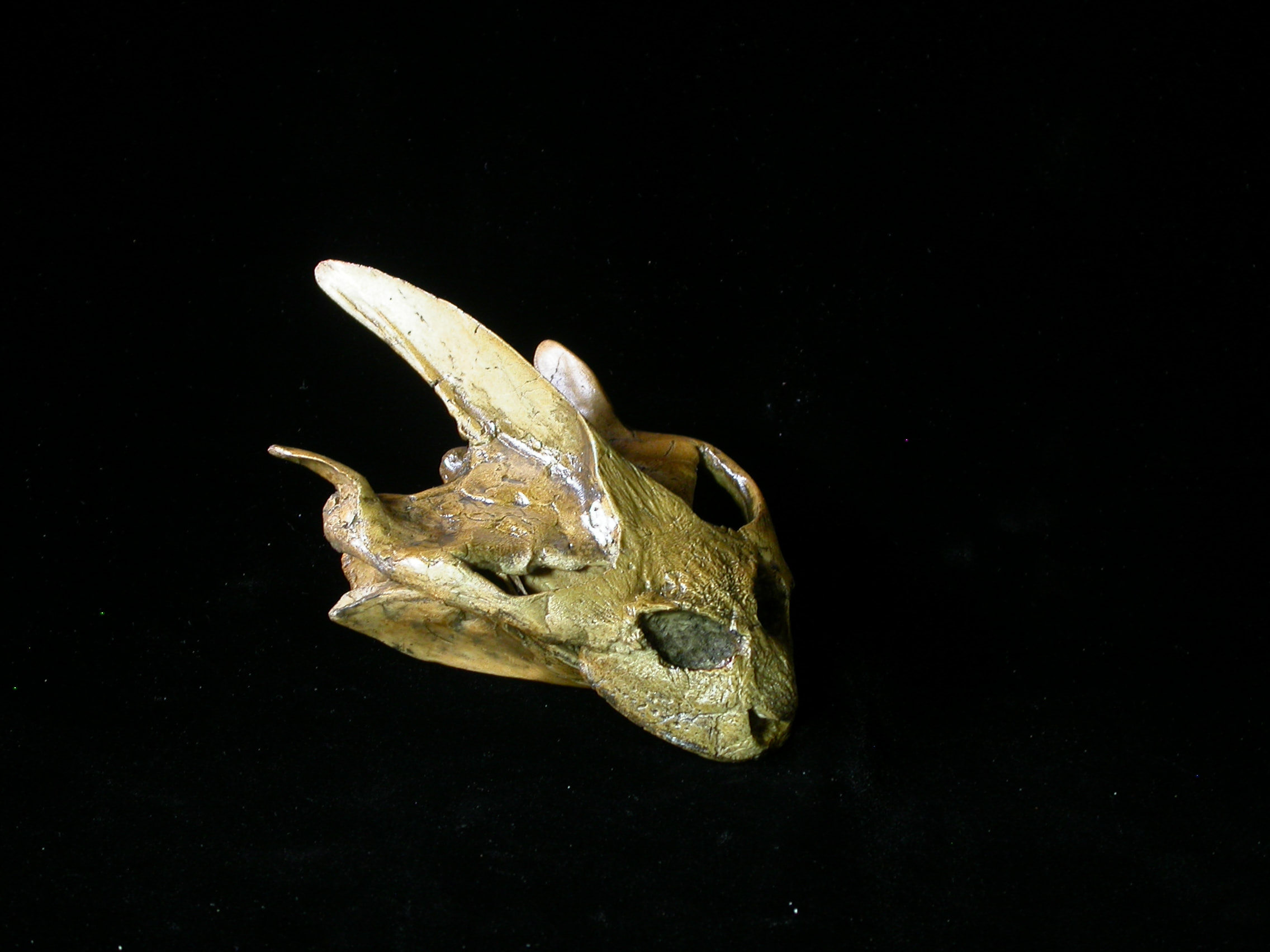 Trionyx Turtle Skull Replica - SkeletonsAndSkullsSuperstore
