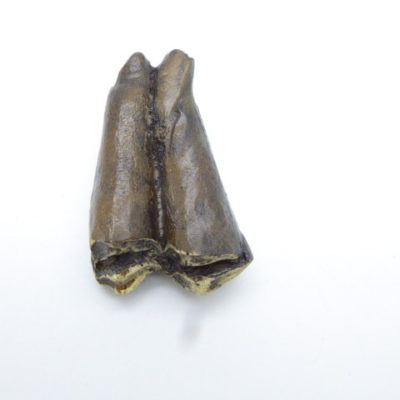 Yesterday's Camel Tooth Replica - SkeletonsAndSkullsSuperstore