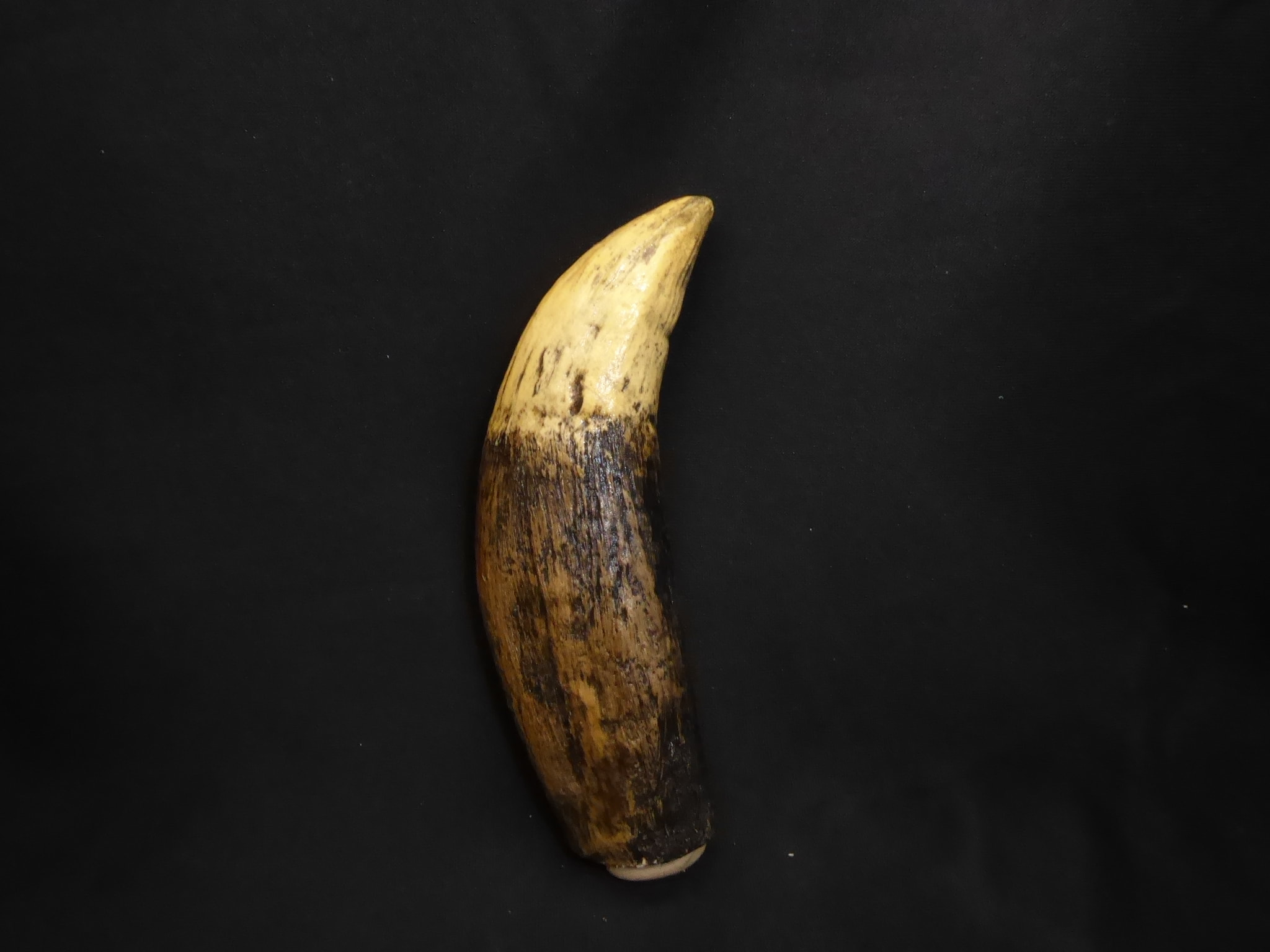 Super Crocodile Tooth Fossil Replica - Osteological model