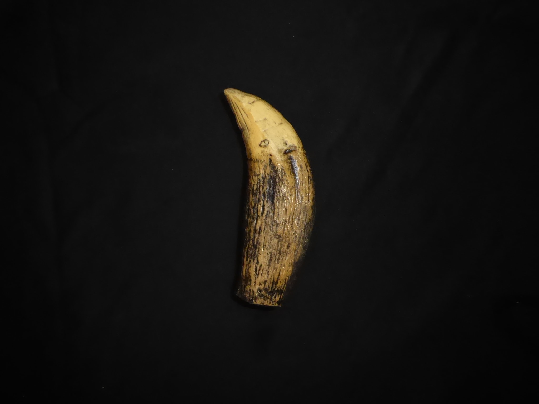 Super Crocodile Tooth Fossil Replica - Osteological model