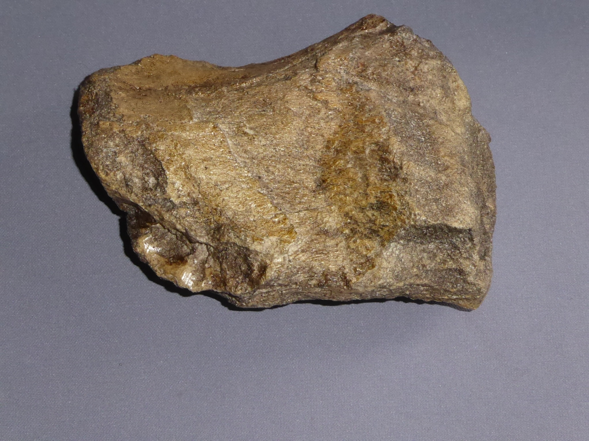 Edmontosaurus Clawed Digit - SkeletonsAndSkullsSuperstore