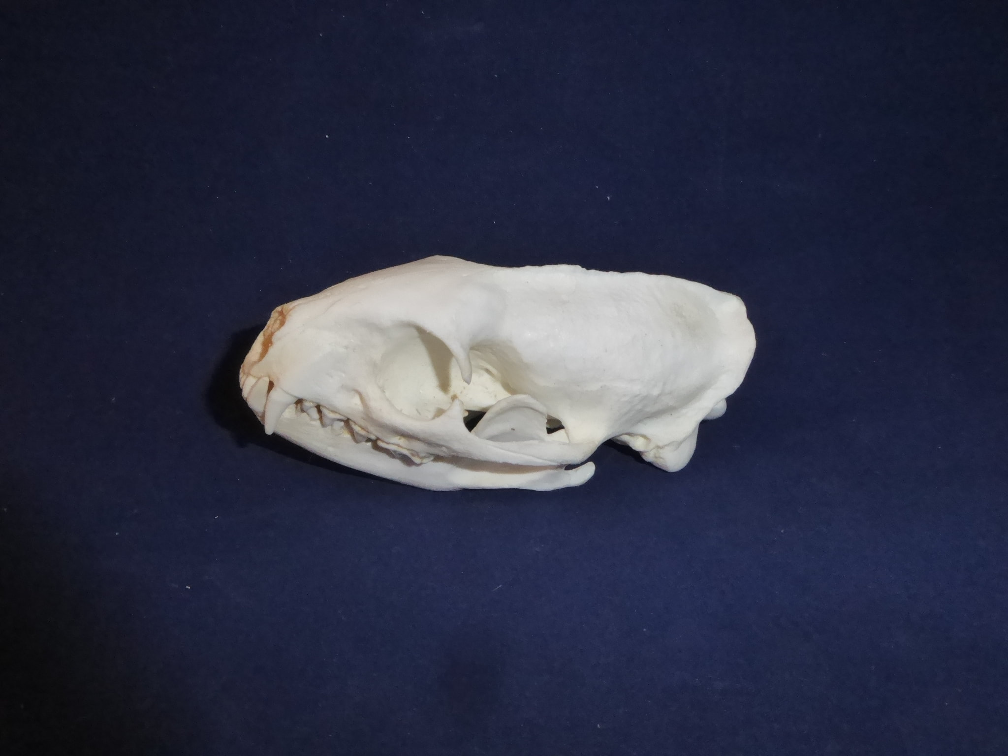 Egyptian Mongoose Skull Replica - Skeletons and Skulls Superstore